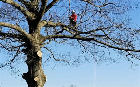Why You Should Trim Your Trees Manda All Seasons Tree Service