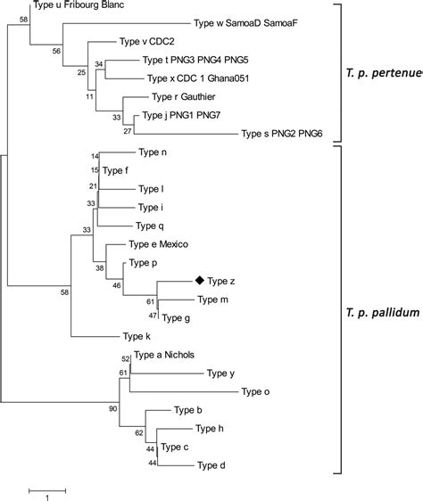 Novel Tp0548 Sequence Type Of Treponema Pallidum Identified Sexually Transmitted Diseases