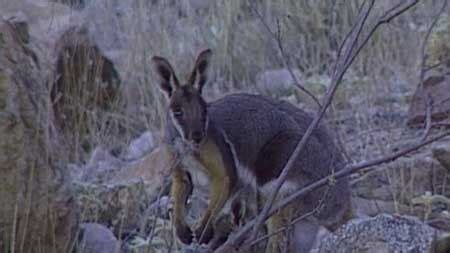 Captive Breeding Aims To Preserve Rare Wallabies Abc News