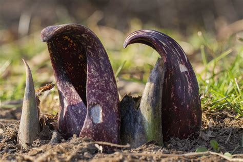 Skunk Cabbage Mallows Bay National Marine Sanctuary