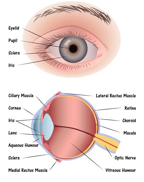 Our Eyes Work Like Cameras Discovery Eye Foundation