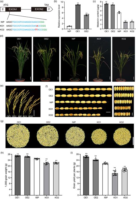 Comparison Of Endogenous Melatonin Contents And Phenotypes Between The