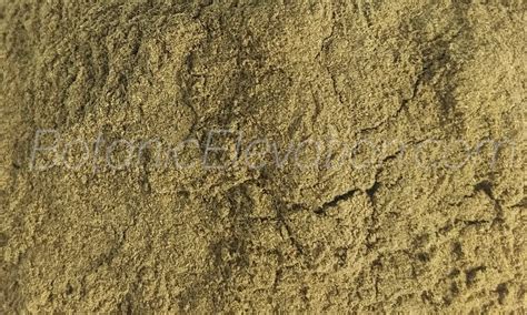 Kanna Sceletium Tortuosum Botanic Elevation