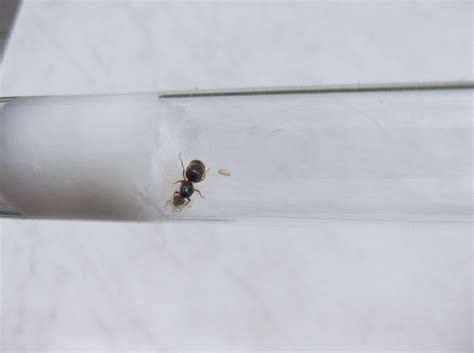 Lasius Flavus Myrmeblog Blog Hodowcy I Badacza Mrówek