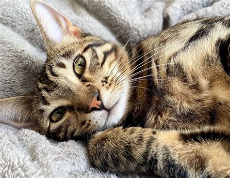 15 Best Hypoallergenic Cat Breeds For Families With Allergies Cats
