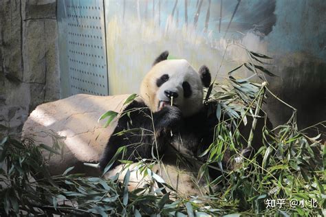 动物 知乎