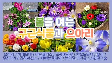 봄을 여는 구근식물과 으아리 다다플라워 노지월동 봄꽃 구근식물 클레마티스 아네모네 바람꽃 치오노독사 무스카리 쉴라 히야신스 수선화 알리섬 야생화 으아리 Youtube