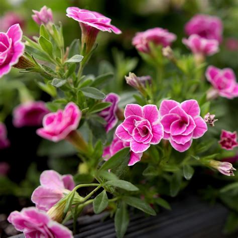 Superbells® Doublette Love Swept Calibrachoa Jardineries Botanix