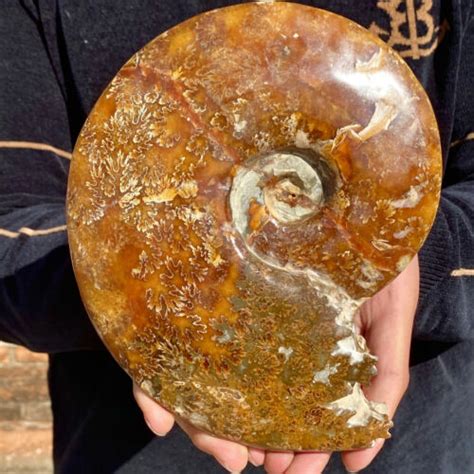 3 37lb Natural Fossil Snail Agate Fancy Cabochon Gemstones Ebay