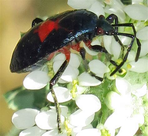 Largus Nymph Largus Bugguide Net