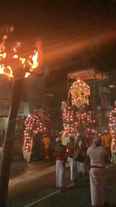 හෙළයේ මහා ඈත් රජූ කතරගම වාසනා හස්තී රාජයා විසින් උත්තම ශ්‍රී දළදා වහන්සේ වැඩම කරන පින්වත් දසුන 🙏