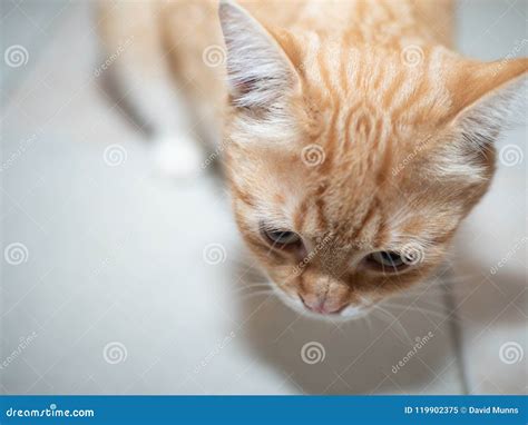 Genommenes Bild Des Ingwers Katze Von Oben Stockbild Bild Von Katze