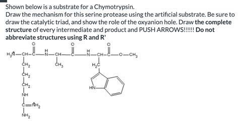 Solved Shown Below Is A Substrate For A Chymotrypsin Draw