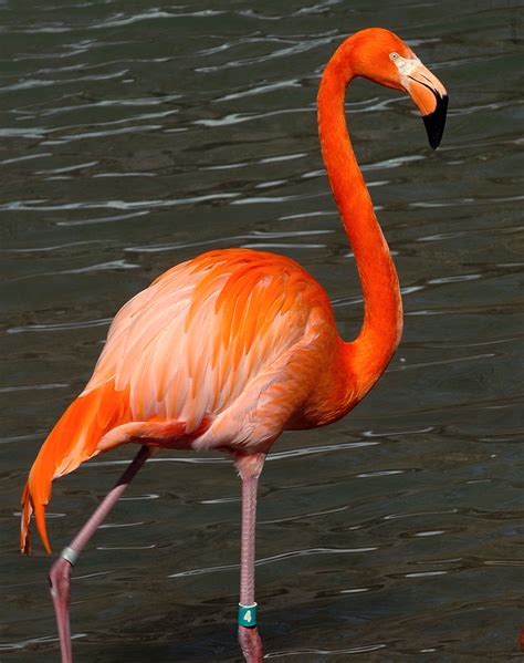 Flamingo Resources The Maryland Zoo In Baltimore