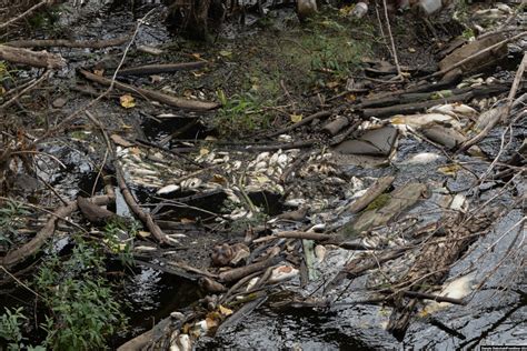 Збитки екології від російської агресії перевищують 72 9 мільярда євро Міндовкілля Читайте на