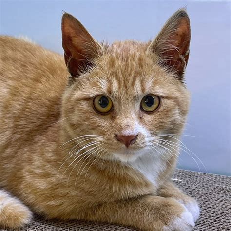 코리안숏헤어 동이 말티즈크기 말티푸크기 푸들크기 먼치킨크기 랙돌크기 브리티쉬숏헤어크기 스코티쉬폴드크기 러시안블루크기 강아지크기 고양이크기 유기견임시보호 유기묘임시보호 강아지