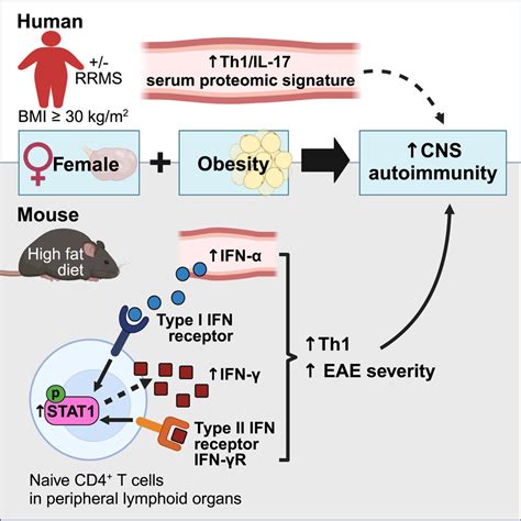 Obesity Intensifies Sex Specific Interferon Signaling To Selectively
