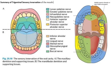 Dental Nerve Map At Helen Terpstra Blog