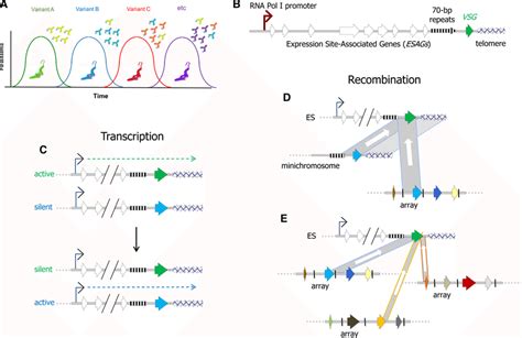 Antigenic Variation In Trypanosoma Brucei A A View Of A Trypanosome