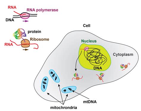 Cellular Transcription David Dulin Lab