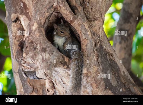 Cute Squirrel From Its Burrow In A Tree In The Park In Miami Stock Photo Alamy
