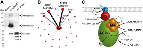 Xl Ms Identification Of A Multienzyme Complex In Methanosarcina A Download Scientific Diagram