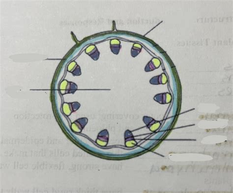 Plant Structure Reproduction And Responses Diagram Quizlet