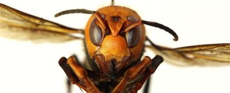‘murder Hornets Have Officially Been Spotted In The Us Heres What