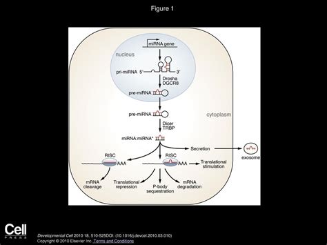 Microrna Regulatory Networks In Cardiovascular Development Ppt Download