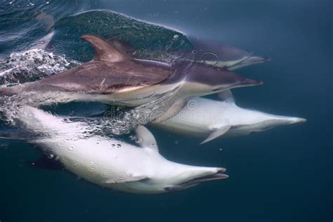 Common Dolphins Mating Stock Image Image Of Summer 191339103
