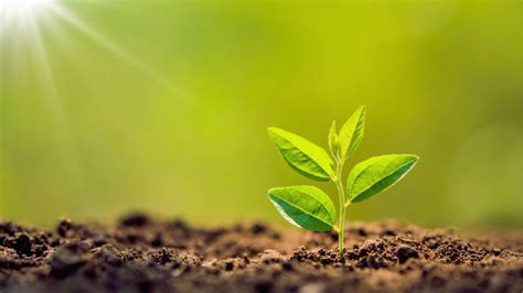 What Essential Plant Nutrients Are Needed For Plant Growth Homes And