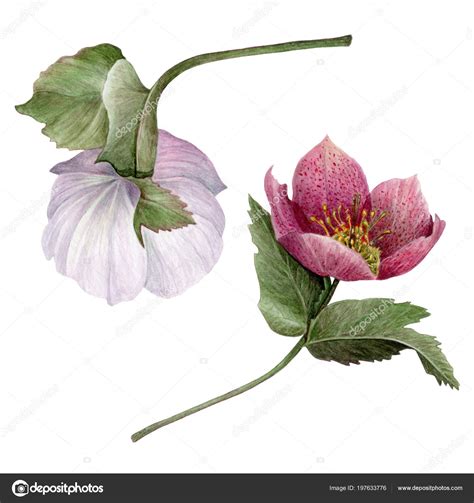 Watercolor Hellebore Flowers White Background Botanical Illustration