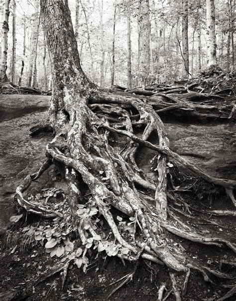 Trees — Wallach Photography