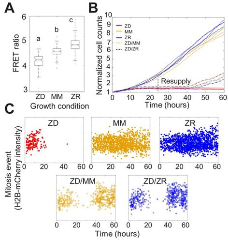 Single Cell Analysis Reveals Multiple Requirements For Zinc In The Mammalian Cell Cycle Elife