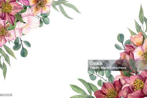 흰색 배경에 격리된 수채화 헬레보어 엽서 디자인 초대장 템플릿 발렌타인 데이 생일 어머니의 날 카드 청첩장을 위한 식물 그림 2월에 대한 스톡 벡터 아트 및 기타 이미지