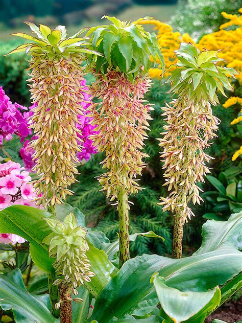 Eucomis Bicolor Pineapple Lily Bulbs Dutchgrown™ Uk