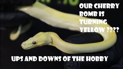 Ups And Downs Of Breeding Pythons Our Cherry Bomb Is Turning Yellow Is It A Shed Or Liver