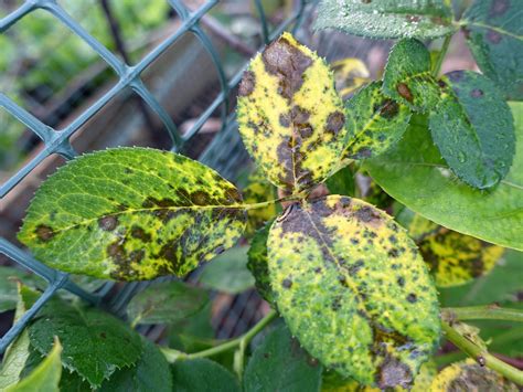 Identify And Control Black Spot
