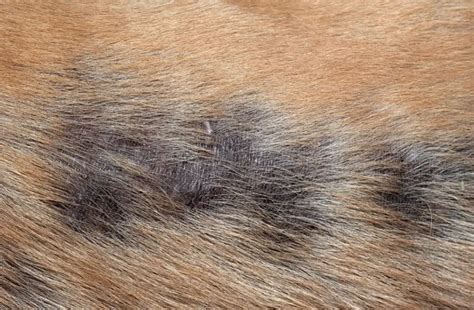 Como Saber Si Mi Perro Tiene Cancer De Testiculos