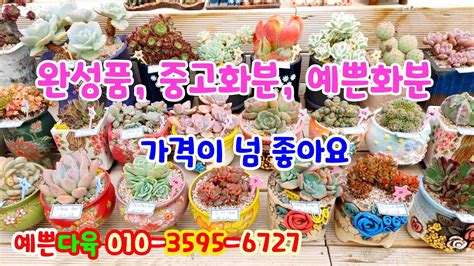 230605📍예쁜다육💥화분7종 2만6천원🎁엘샤 레드탄 먼로 해리왓슨 소인제금 집시금 환엽샬롯 호빗당인 Youtube