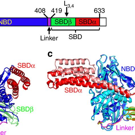 A New Crystal Structure Of Bip In Complex With Atp Bip Atp2 A Download Scientific Diagram