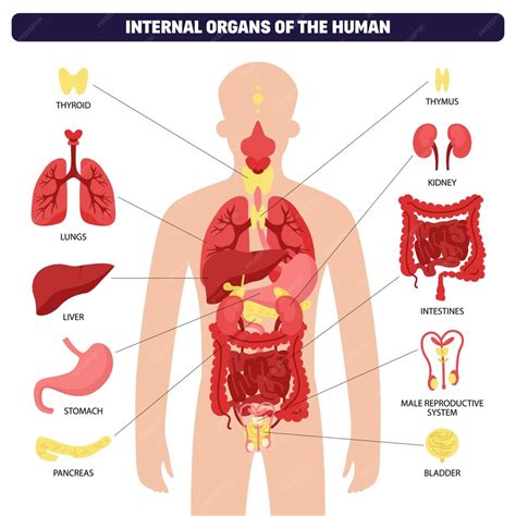 Infografía Del Sistema De órganos Del Cuerpo Humano Con El Cuerpo