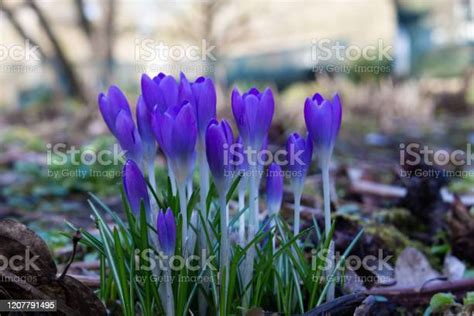 봄에는 노후단과 건조한 단풍 사이에 자라는 보라색 사프란 크로커스를 가까이서 볼 수 있습니다 0명에 대한 스톡 사진 및 기타 이미지 Istock