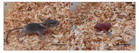 Spiny Mouse A And Mouse B Pups On The Day Of Birth Spiny Mice Download Scientific