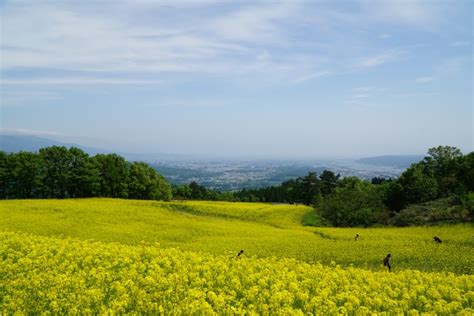 三ノ倉高原 菜の花畑 2019 磐梯山を一望できる高級リゾート裏磐梯高原ホテル公式