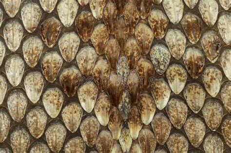 Close Up Real Viper Snake Skin For Animal Pattern Stock Image Image Close Up Real Viper Snake Skin For Animal Pattern Stock Image Image