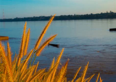Sunset Landscape Scene With Tall Grass Scene Tall Vibrant Photo