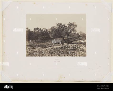 Auguste Salzmann Jerusalem Herod S Gate With Trees 1854 Salt Print