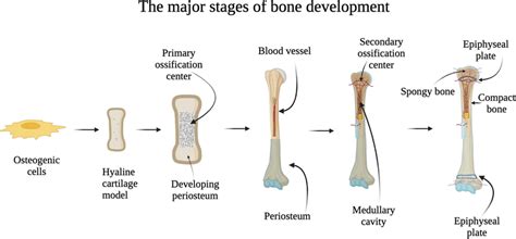 225 Bone Formation And Development Development Of The Growth Plate And