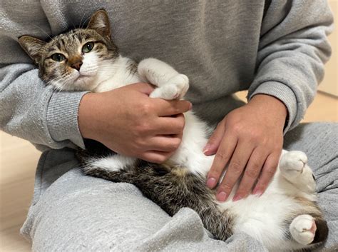 フリーランスになる前のお勉強 らっしなもんの休日